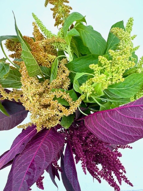 אמרנטוס זקוף