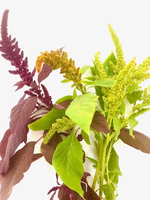 אמרנטוס זקוף